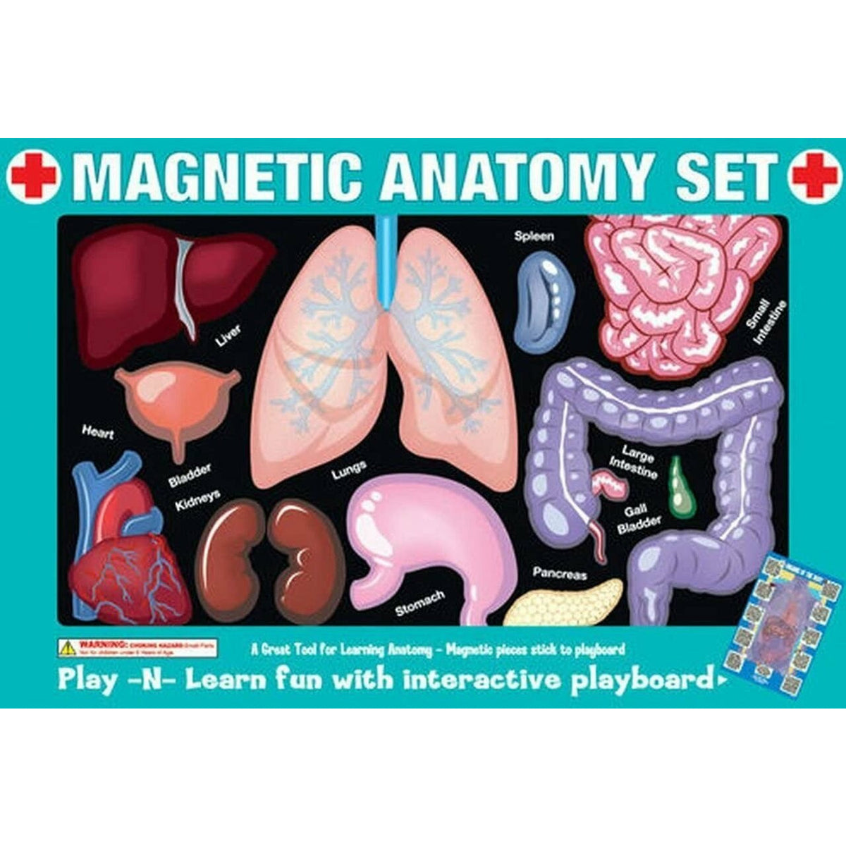 Magnetic Anatomy Set – Toy Soup