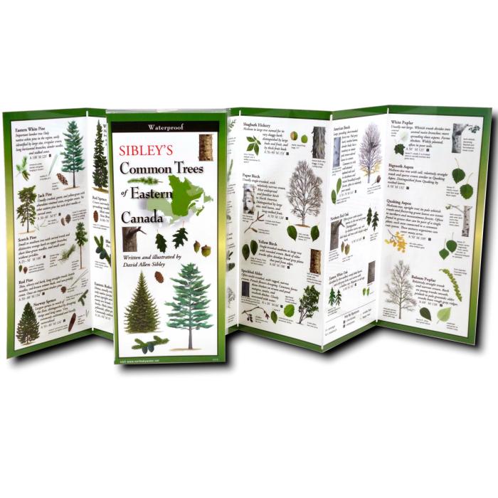 Folding Guide - Sibley’s Common Trees of Eastern Canada – Toy Soup